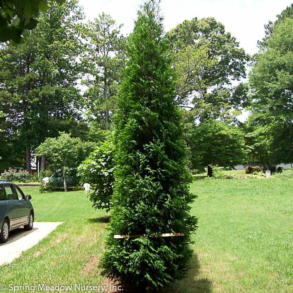 American Pillar Arborvitae – Thuja Gardens