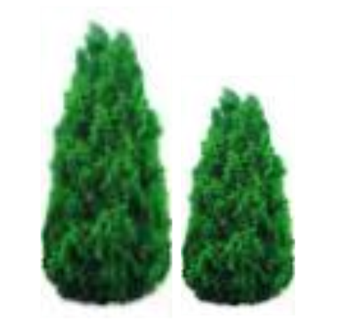 Ground prep for starting evergreen trees from saplings to more mature ...