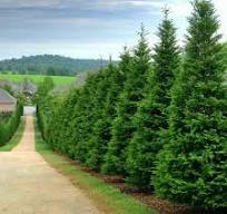 The Original Thuja Green Giant Arborvitae – Thuja Gardens