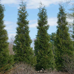 American Pillar Arborvitae | The Space Saving Privacy Tree – Thuja Gardens