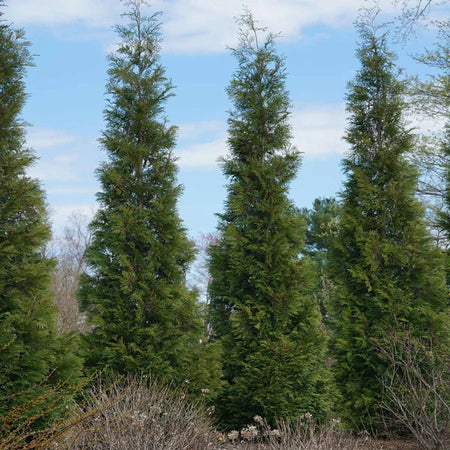 American Pillar Arborvitae | The Space Saving Privacy Tree – Thuja Gardens