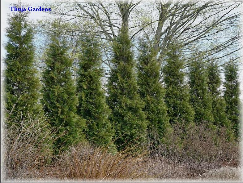 The American Pillar Advantage | Thuja Gardens