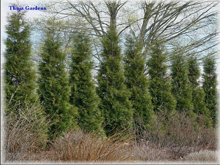 The American Pillar Arborvitae Advantage – Thuja Gardens