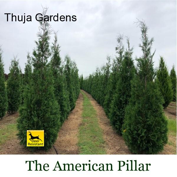 The American Pillar Arborvitae Advantage – Thuja Gardens