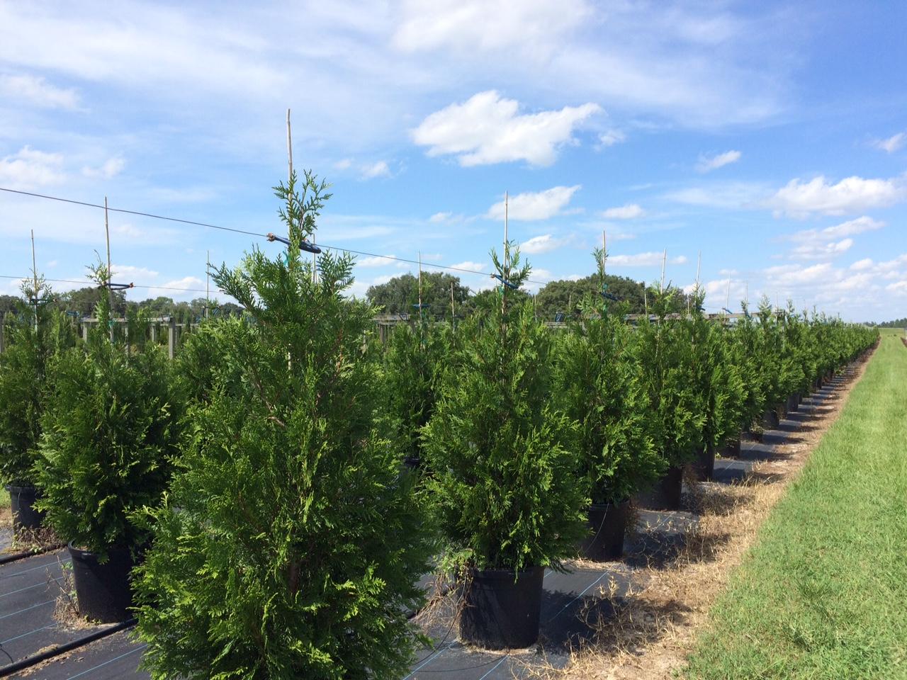 The Original Thuja Green Giant Arborvitae – Thuja Gardens