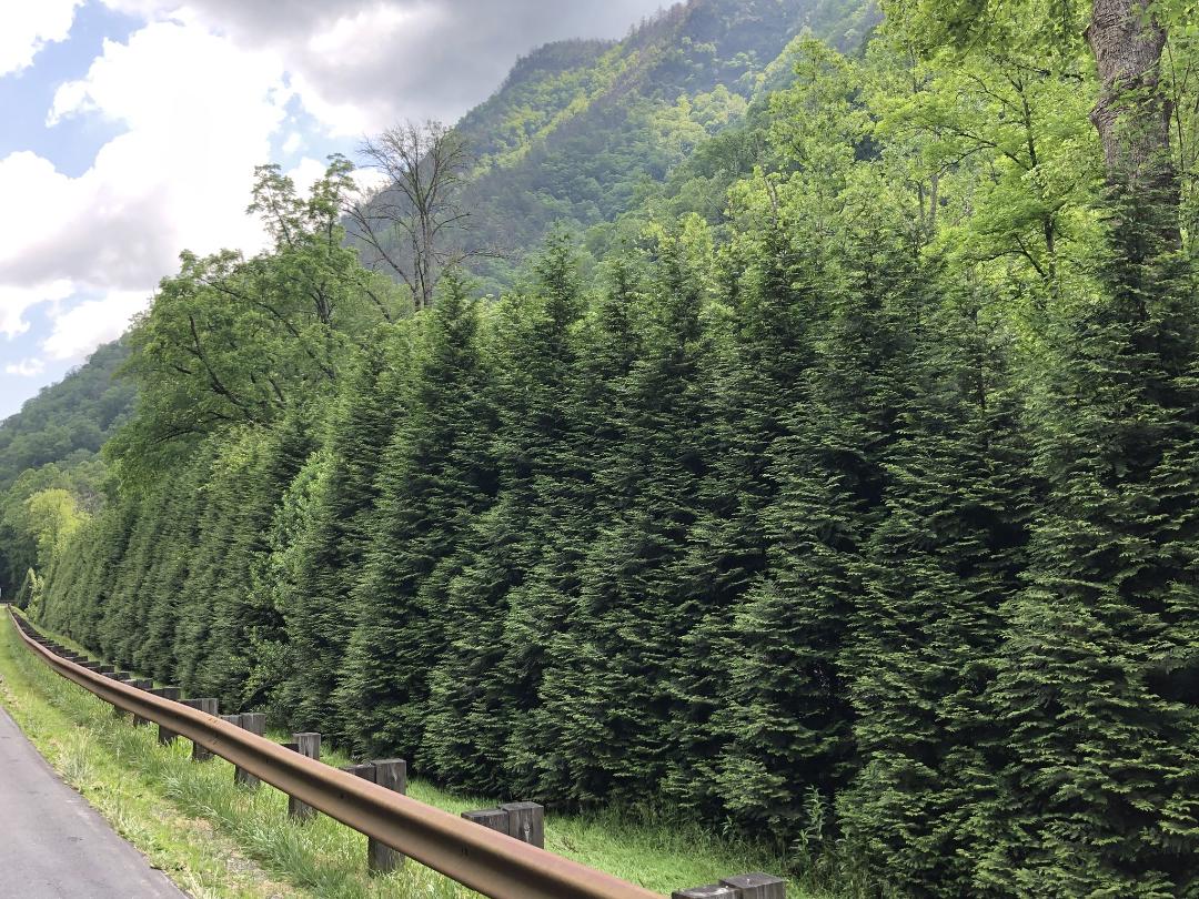 The Original Thuja Green Giant Arborvitae – Thuja Gardens